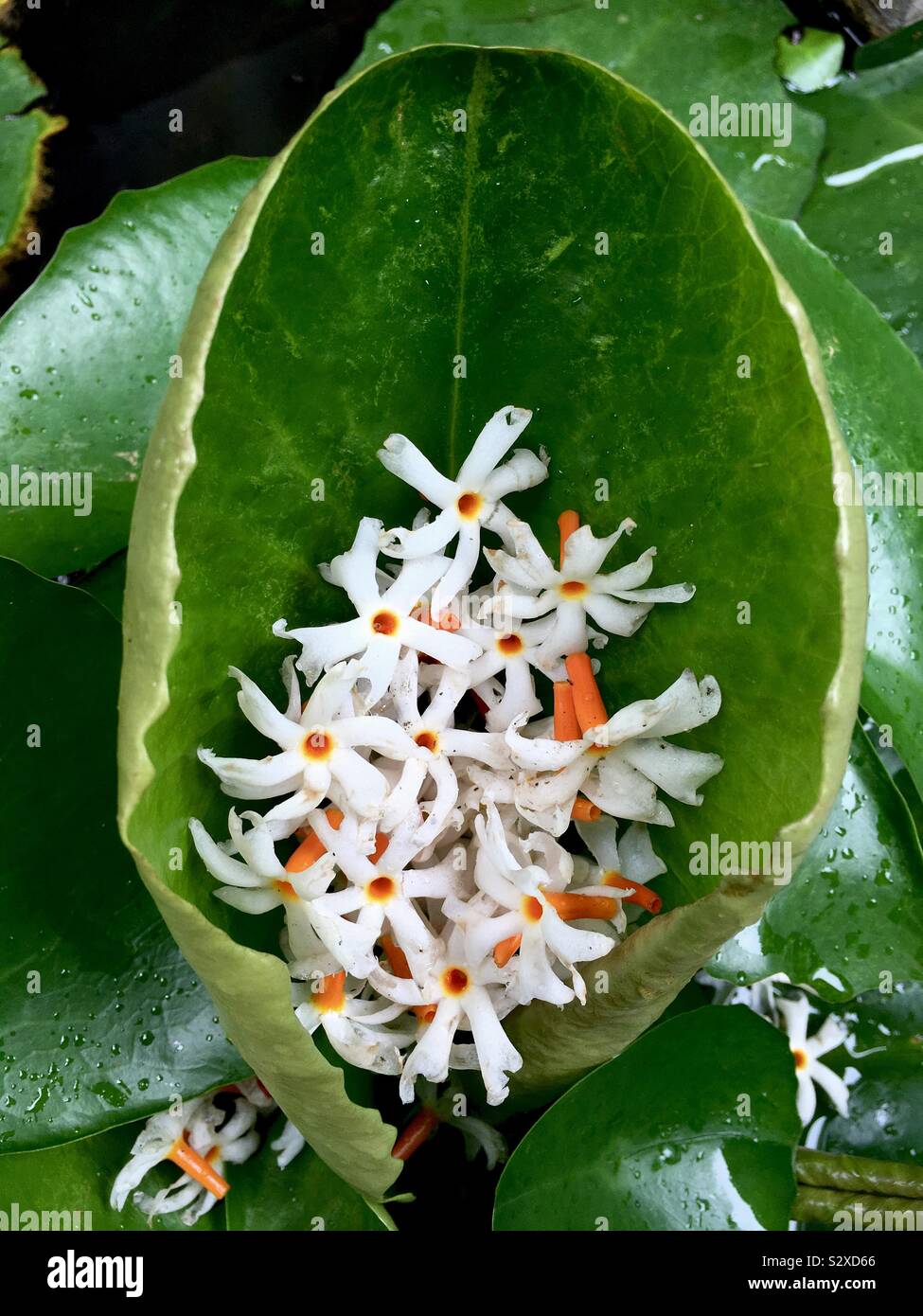 Prajakta flowers hi-res stock photography and images - Alamy