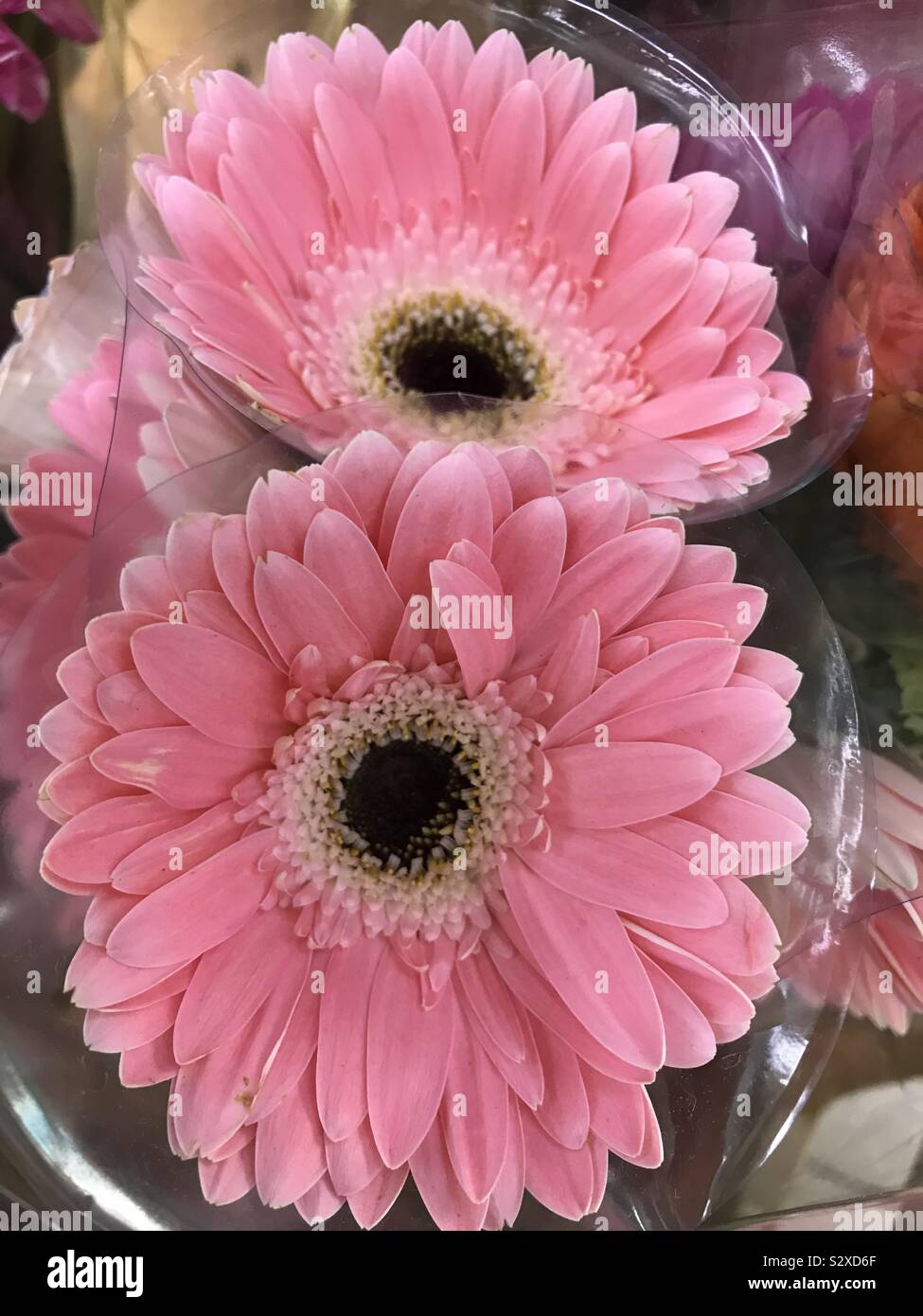 Coral reef gerbera flower, African daisy Stock Photo - Alamy
