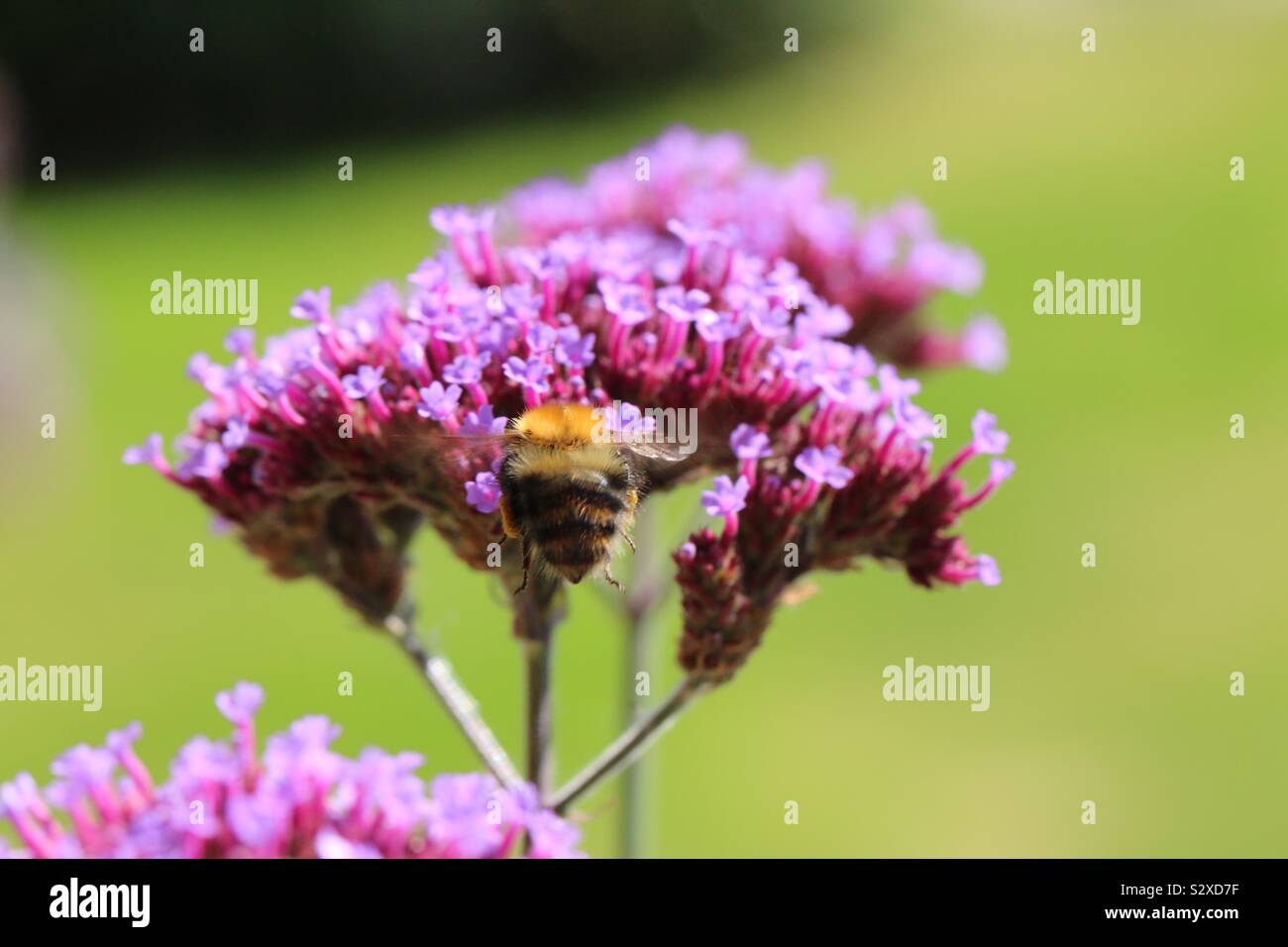 Verbina hi-res stock photography and images - Alamy