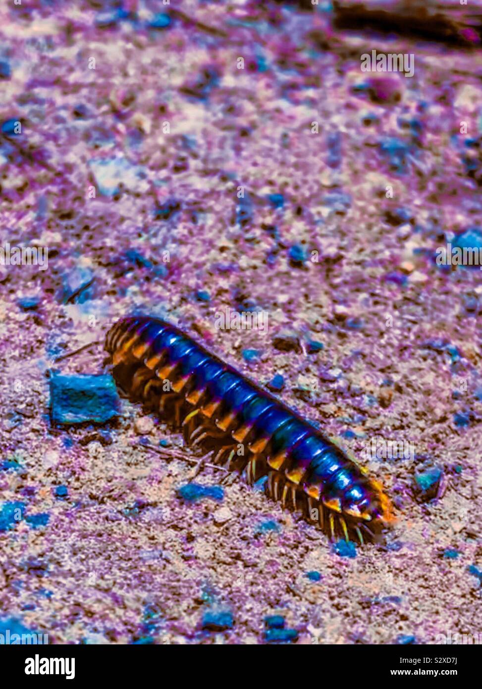 Blue tinted photo of a millipede Stock Photo - Alamy