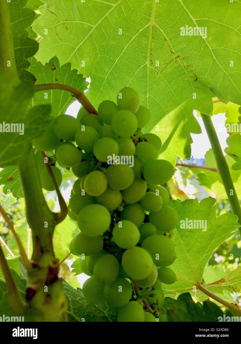 Small Green grapes for wine make Stock Photo - Alamy