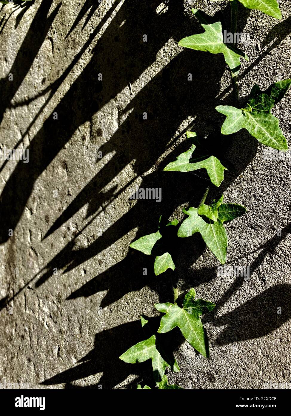 Shadow of ivy hi-res stock photography and images - Alamy