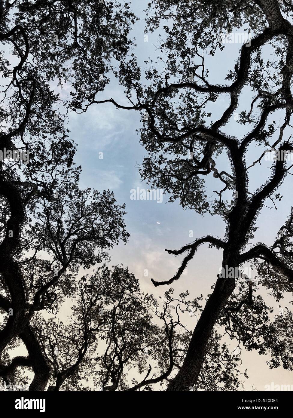 Twilight trees hi-res stock photography and images - Alamy