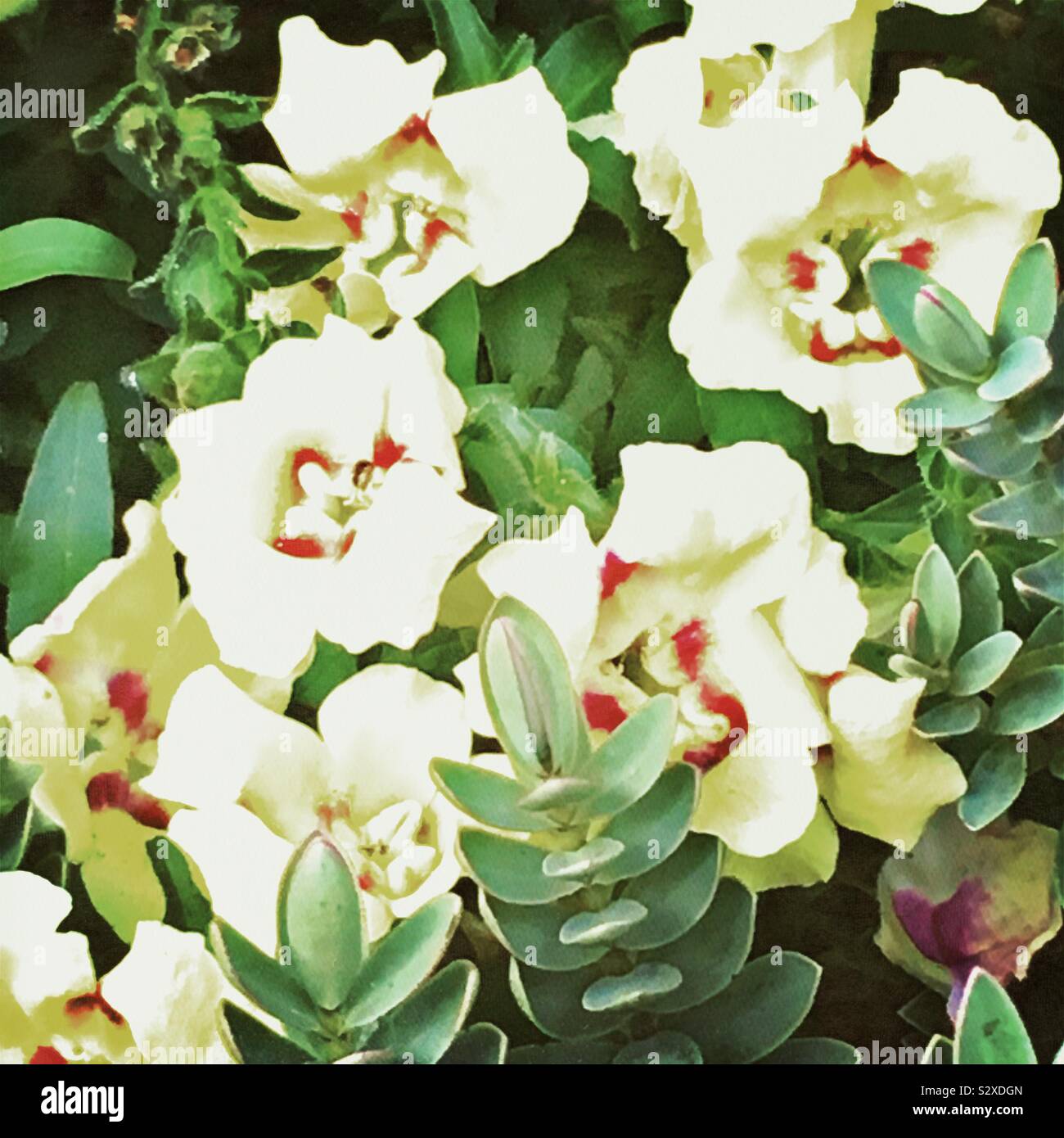 Antirrhinum snapdragons hi-res stock photography and images - Alamy
