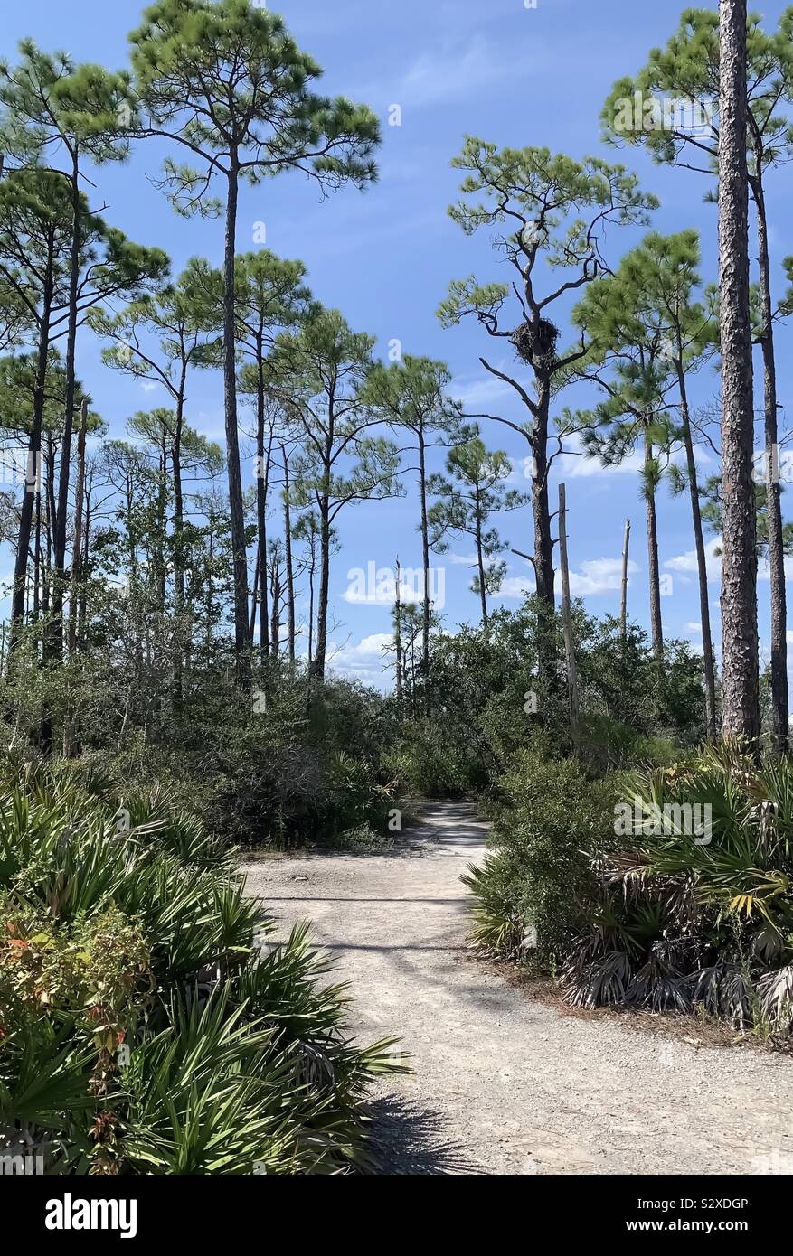 Nature trail with tall pine trees and big birds nest in a pine Stock ...