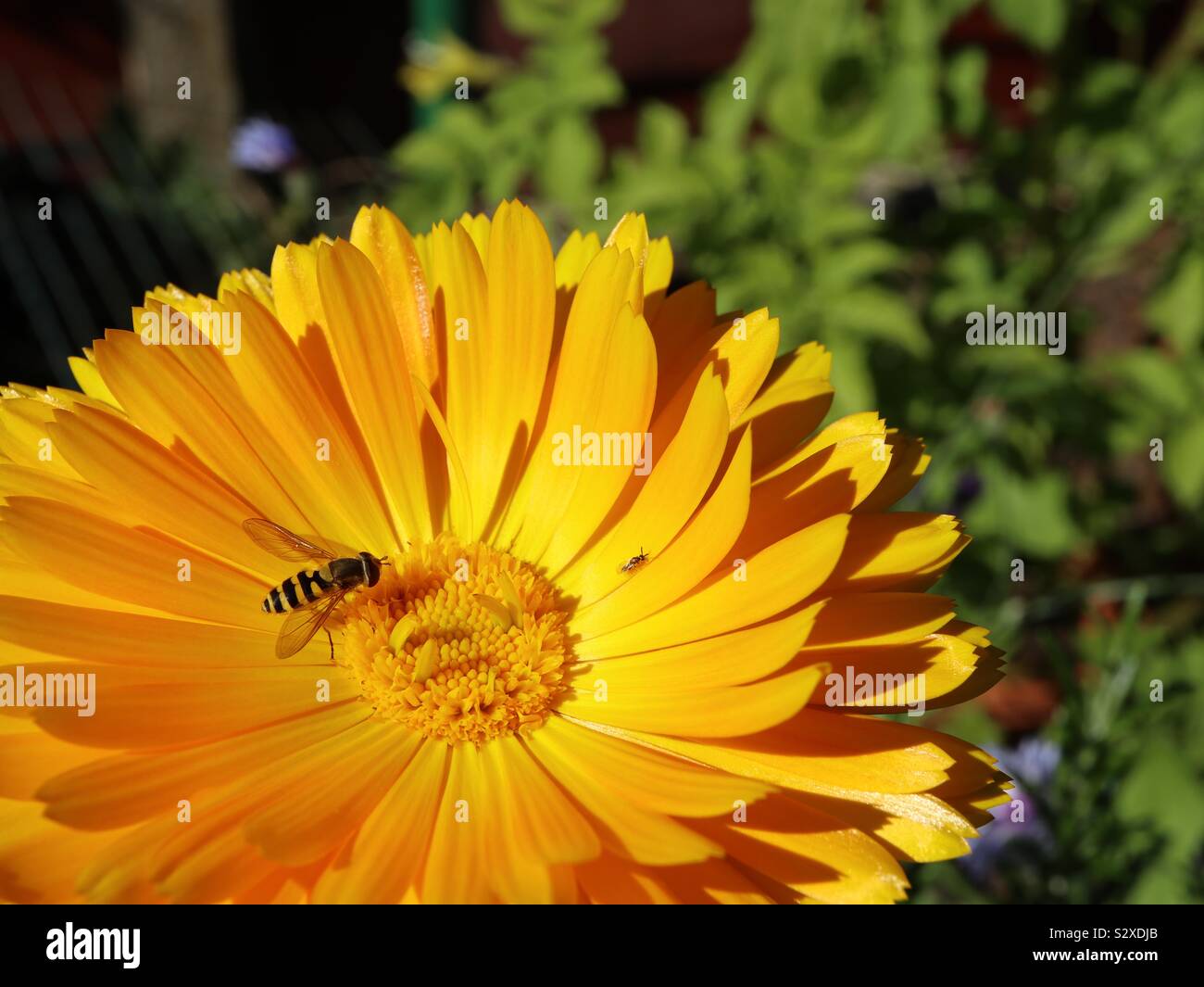 Ant bee hi-res stock photography and images - Alamy