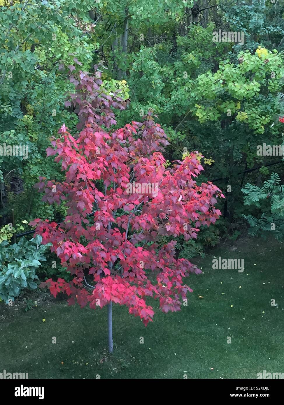 Backyard photography autumn colours hi-res stock photography and images ...