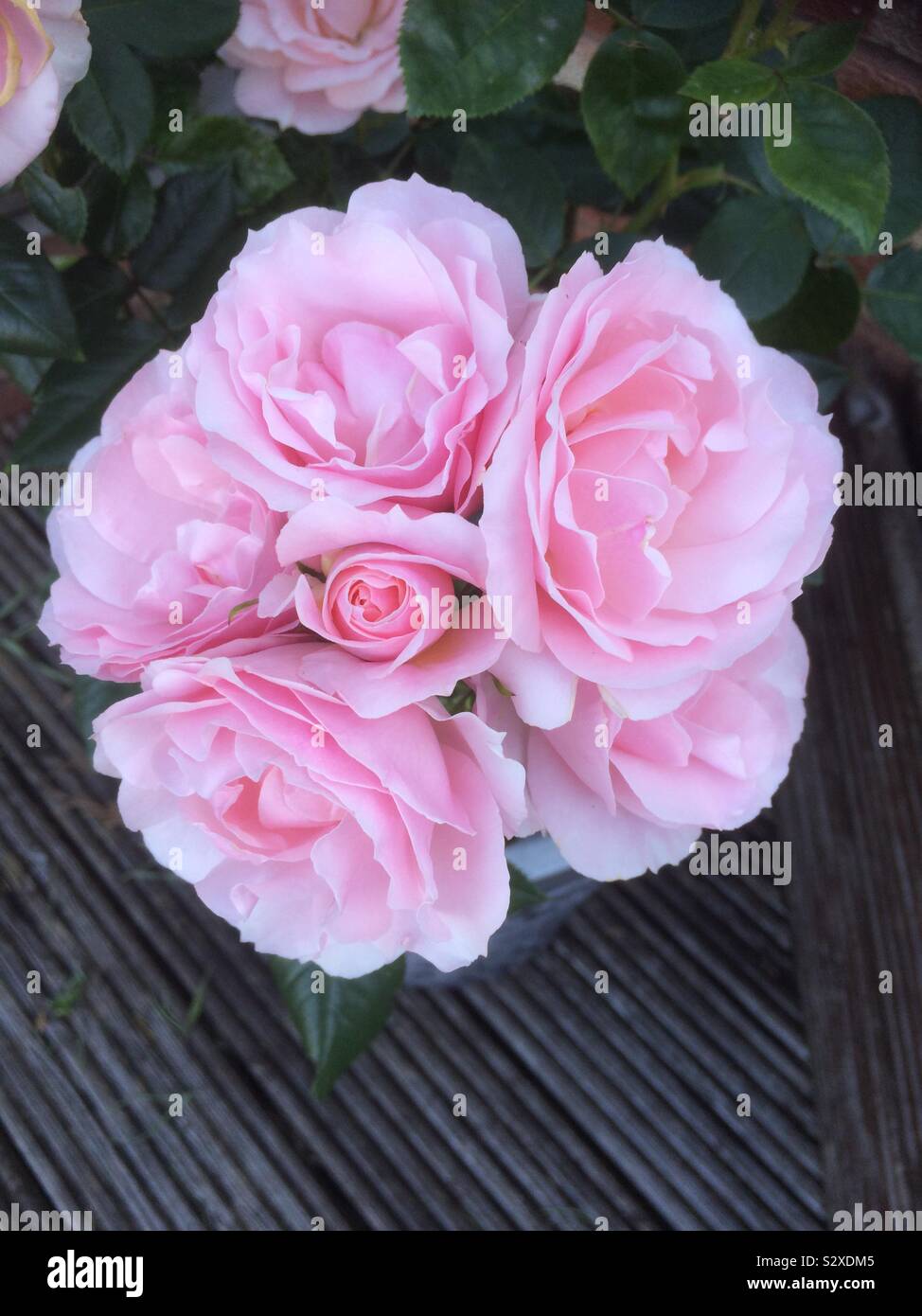 Silver Anniversary Rose Stock Photo - Alamy
