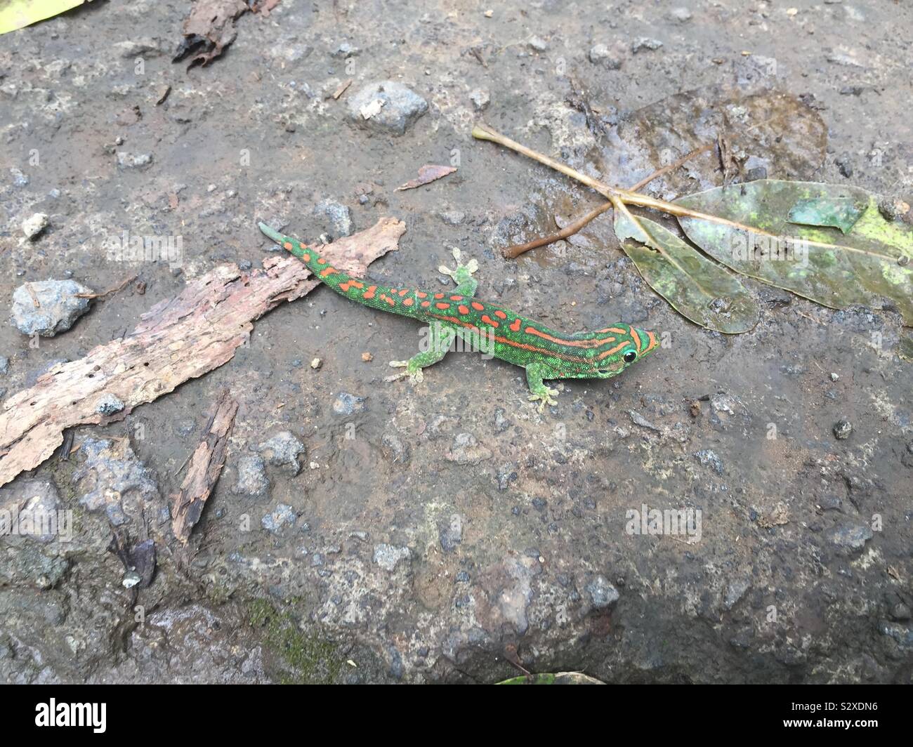 Mauritius gecko hi-res stock photography and images - Alamy