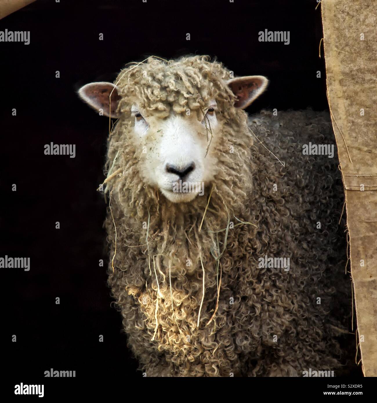 Sheep Eyes High Resolution Stock Photography and Images - Alamy