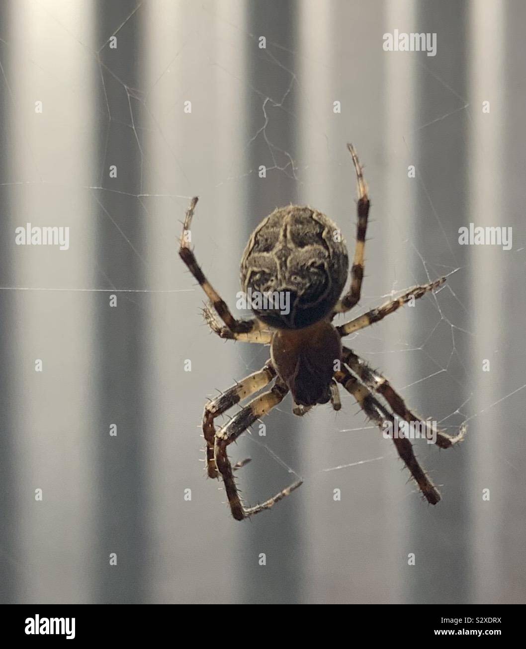 Spider insects hi-res stock photography and images - Alamy