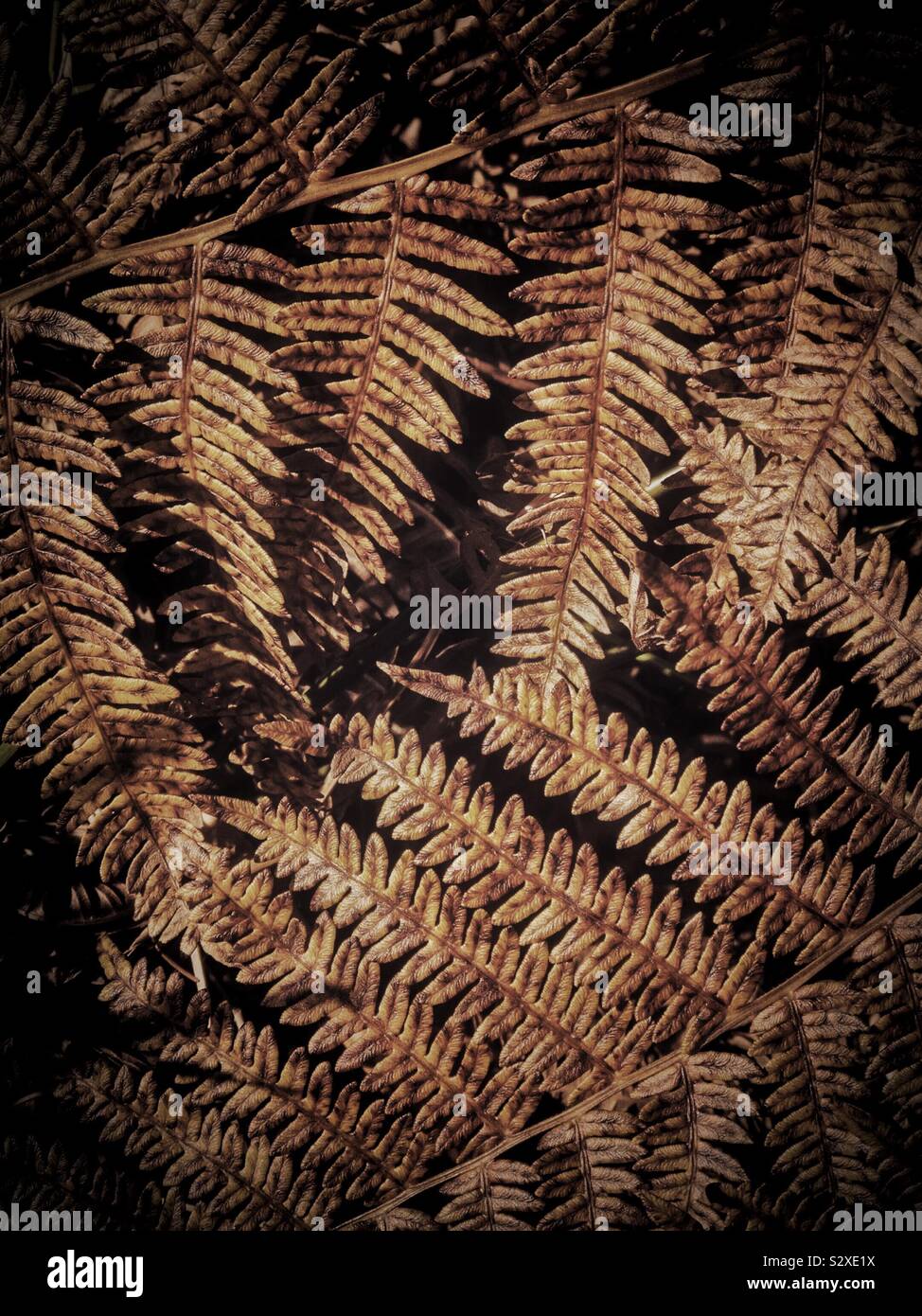 Bracken fern fronds hi-res stock photography and images - Alamy