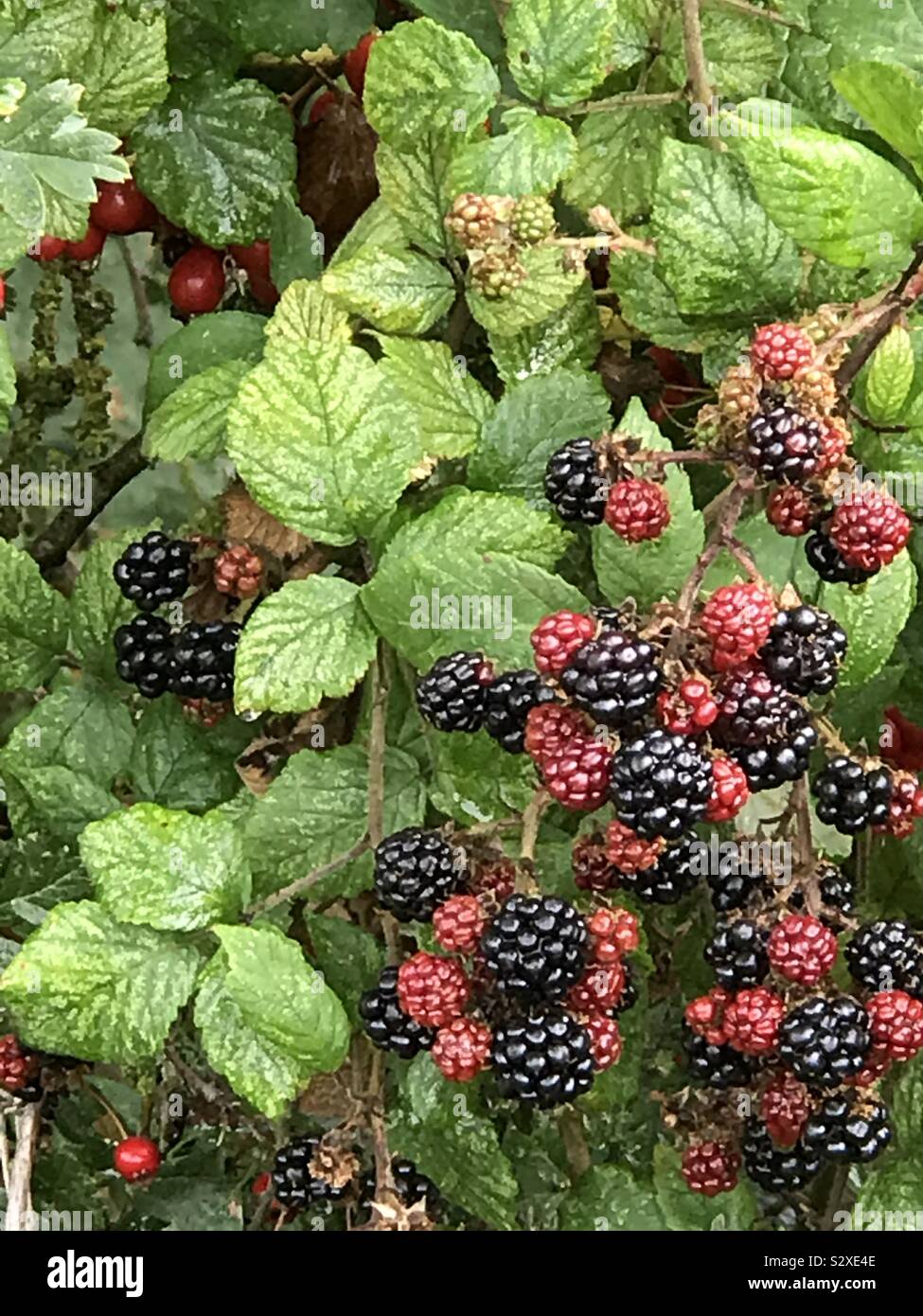 Berries Growing Wild Stock Photos & Berries Growing Wild Stock Images ...