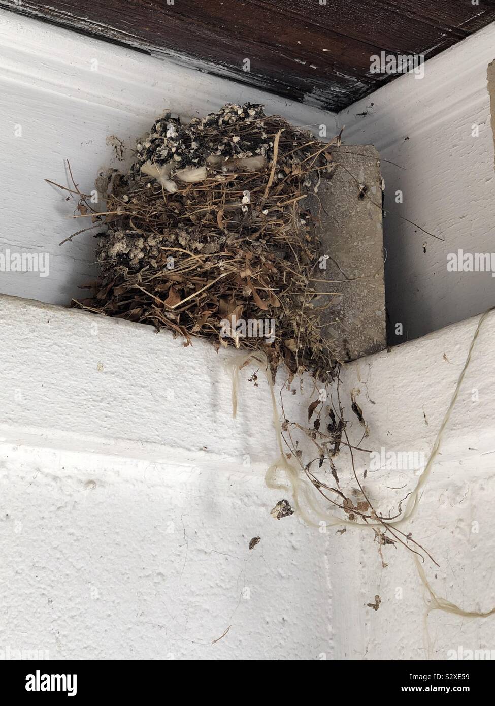 Bird nest in a corner of a ceiling Stock Photo - Alamy