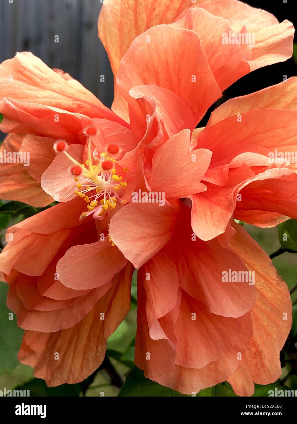 Coral bloom hi-res stock photography and images - Alamy
