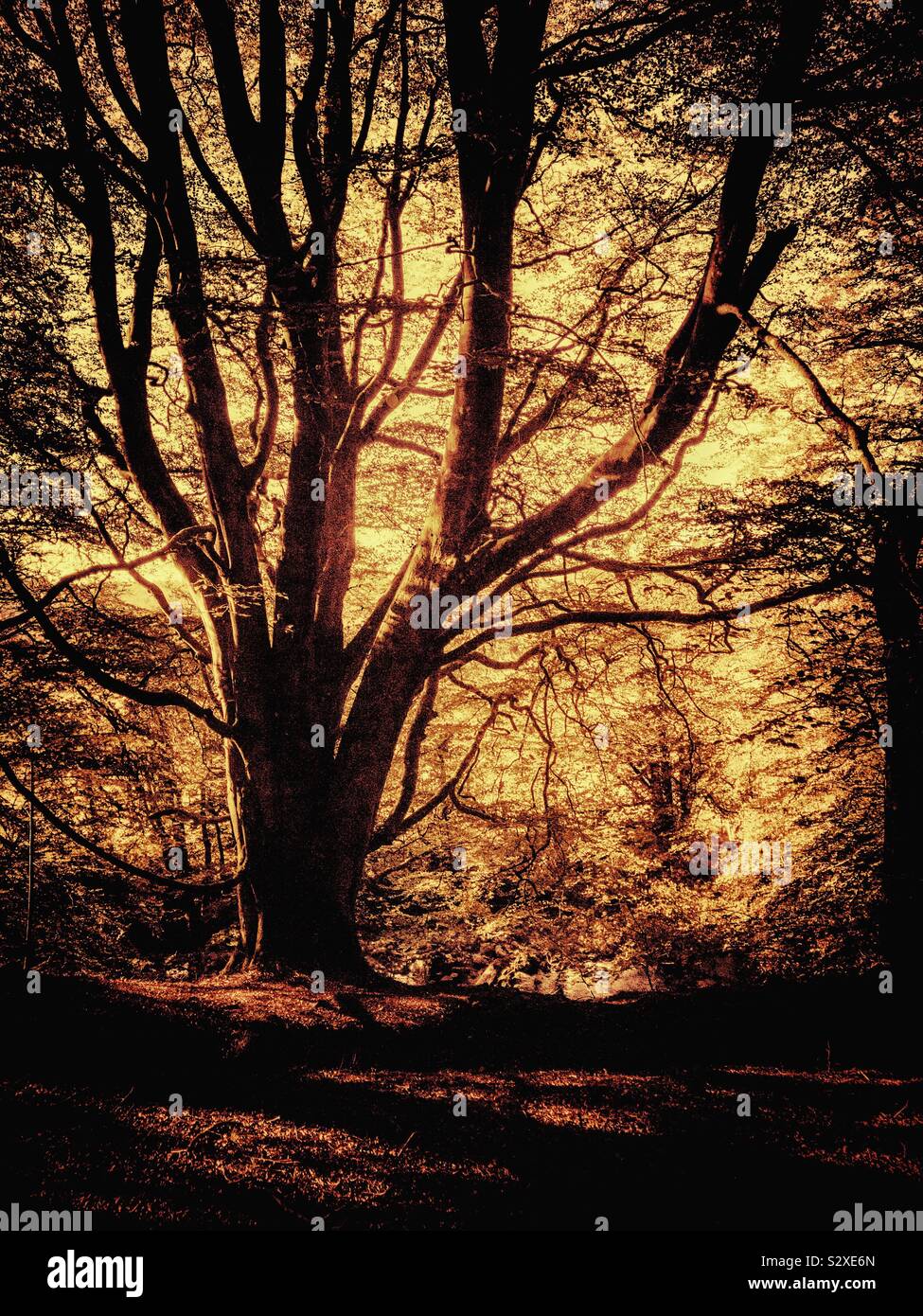 Mature forest hi-res stock photography and images - Alamy