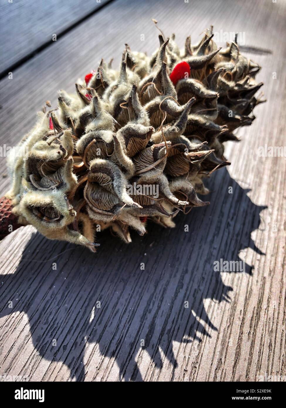 Cone texture hi-res stock photography and images - Alamy