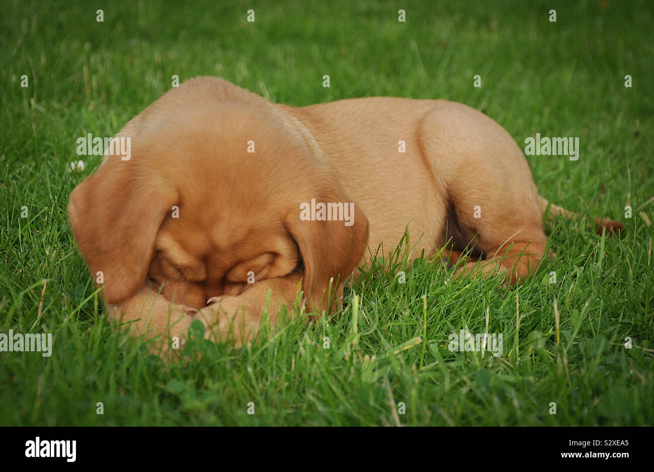 Puppy With Head in Paws Stock Photo - Alamy