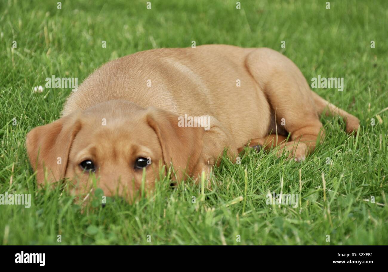 Puppy hiding in grass Stock Photo - Alamy