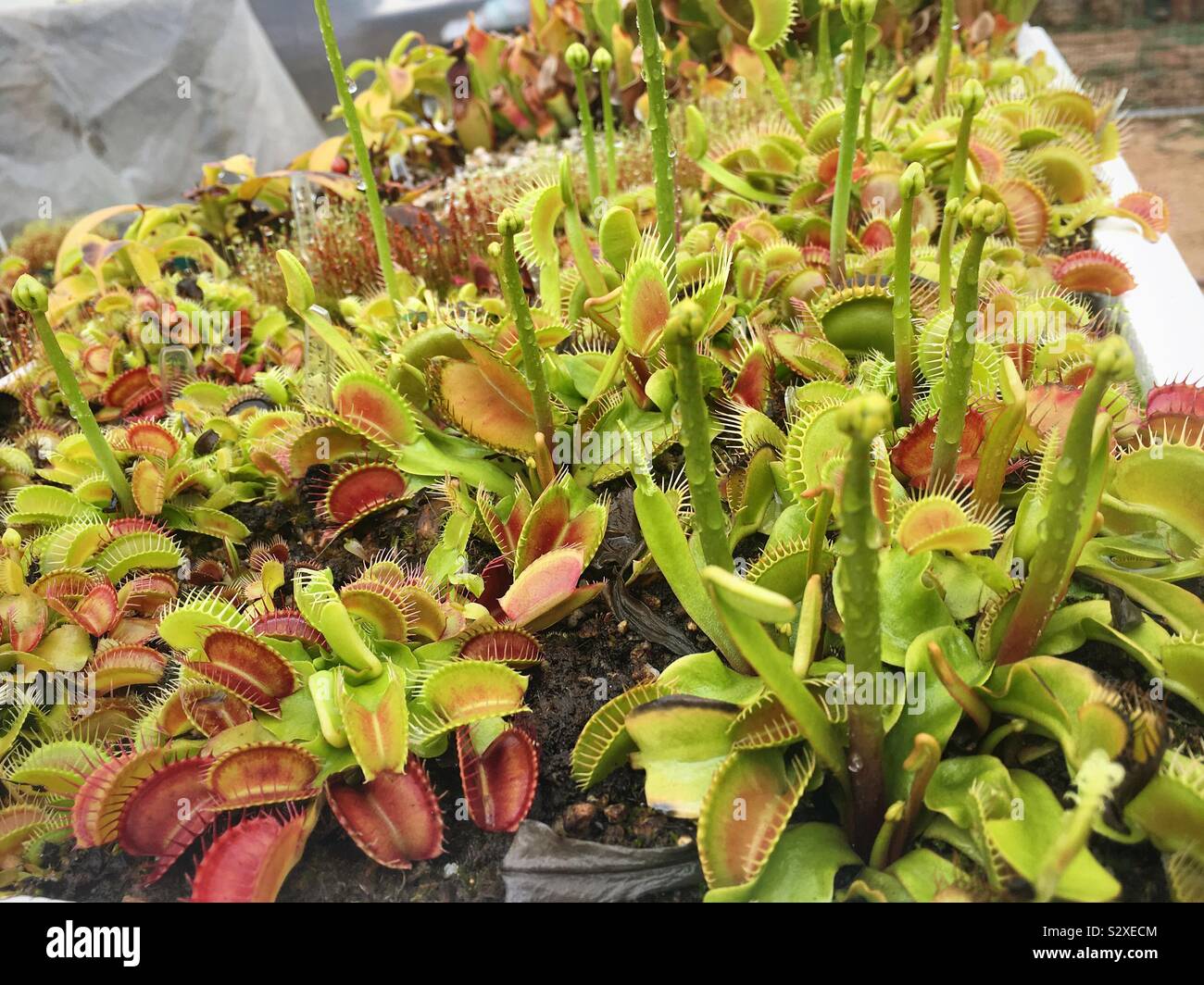 Venus Flytraps High Resolution Stock Photography and Images - Alamy