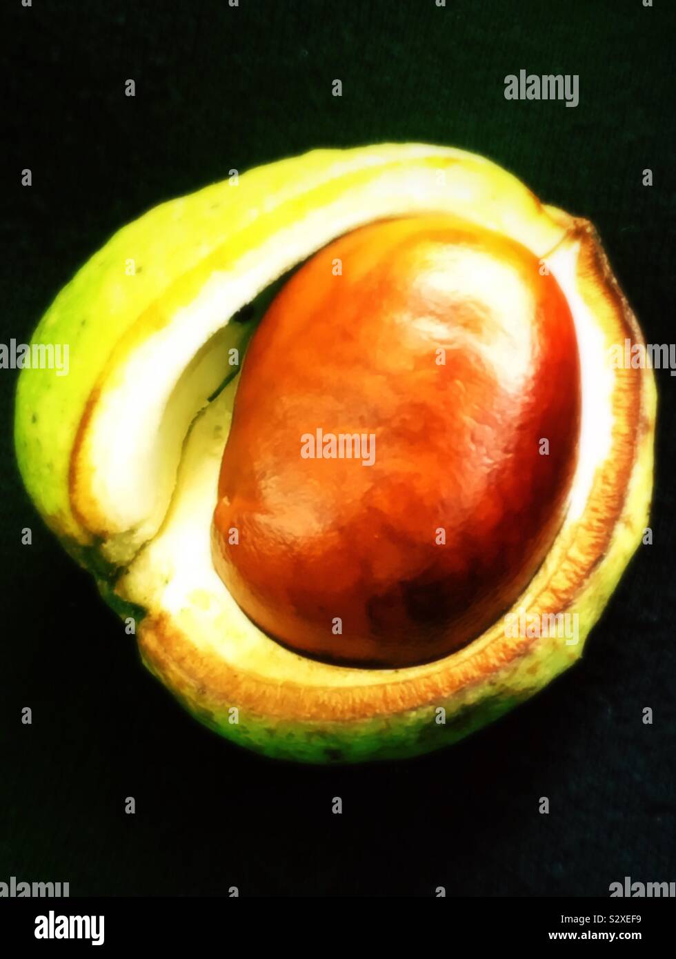 Conker In Case High Resolution Stock Photography and Images - Alamy