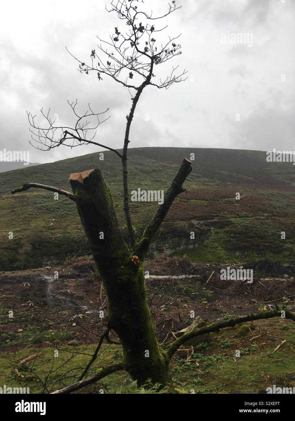 Scary tree england hi-res stock photography and images - Alamy
