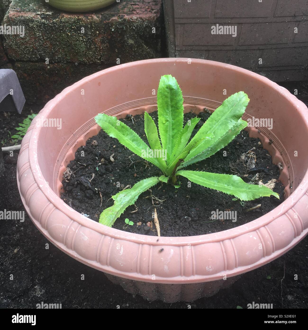 Sawtooth coriander in a brown pot with compost, urban gardening concept ...