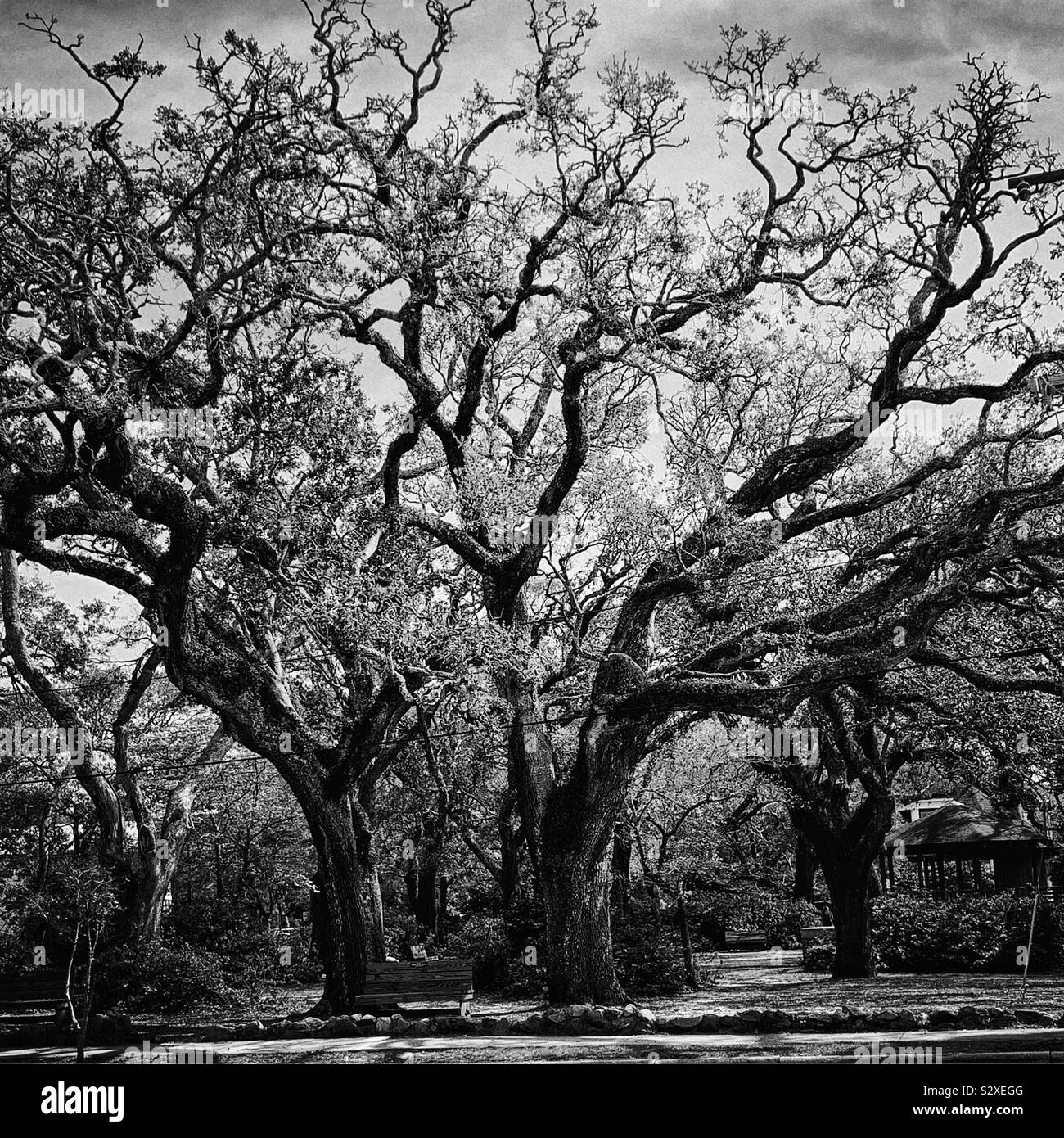 White oaks south hi-res stock photography and images - Alamy