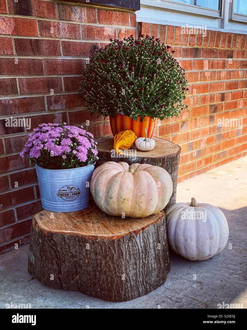 Fall gourds and mums hi-res stock photography and images - Alamy