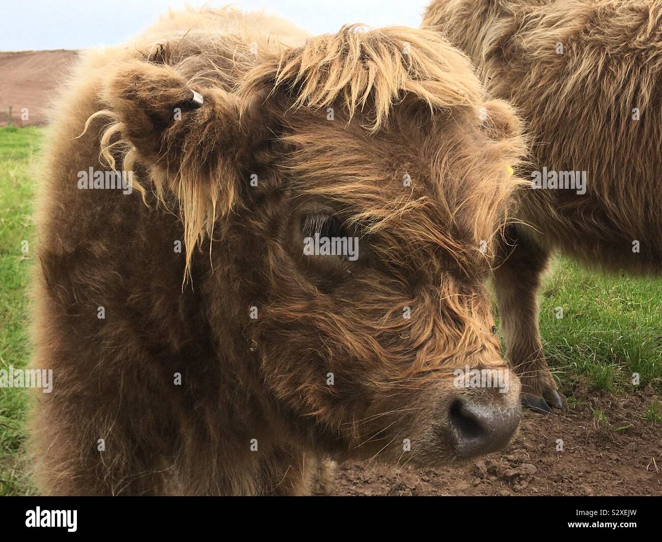 Calf field hi-res stock photography and images - Alamy