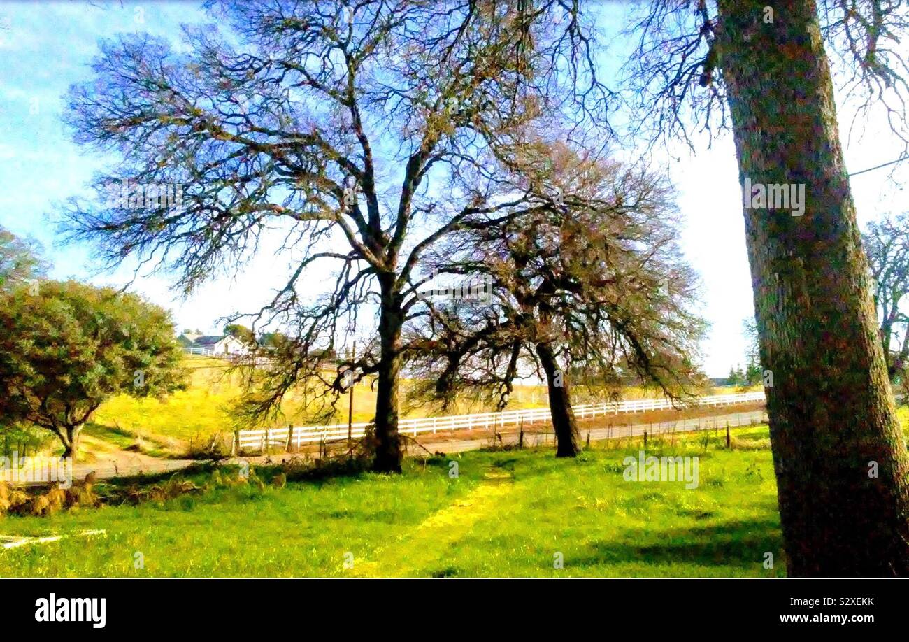 Shingle oak hi-res stock photography and images - Alamy