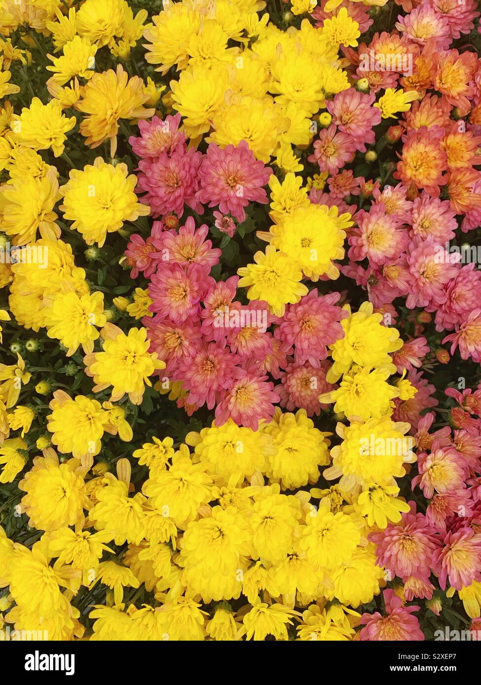 Pink and yellow mums hi-res stock photography and images - Alamy