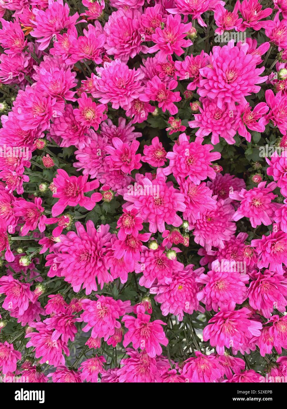 Many beautiful pink mums blossoms Stock Photo - Alamy