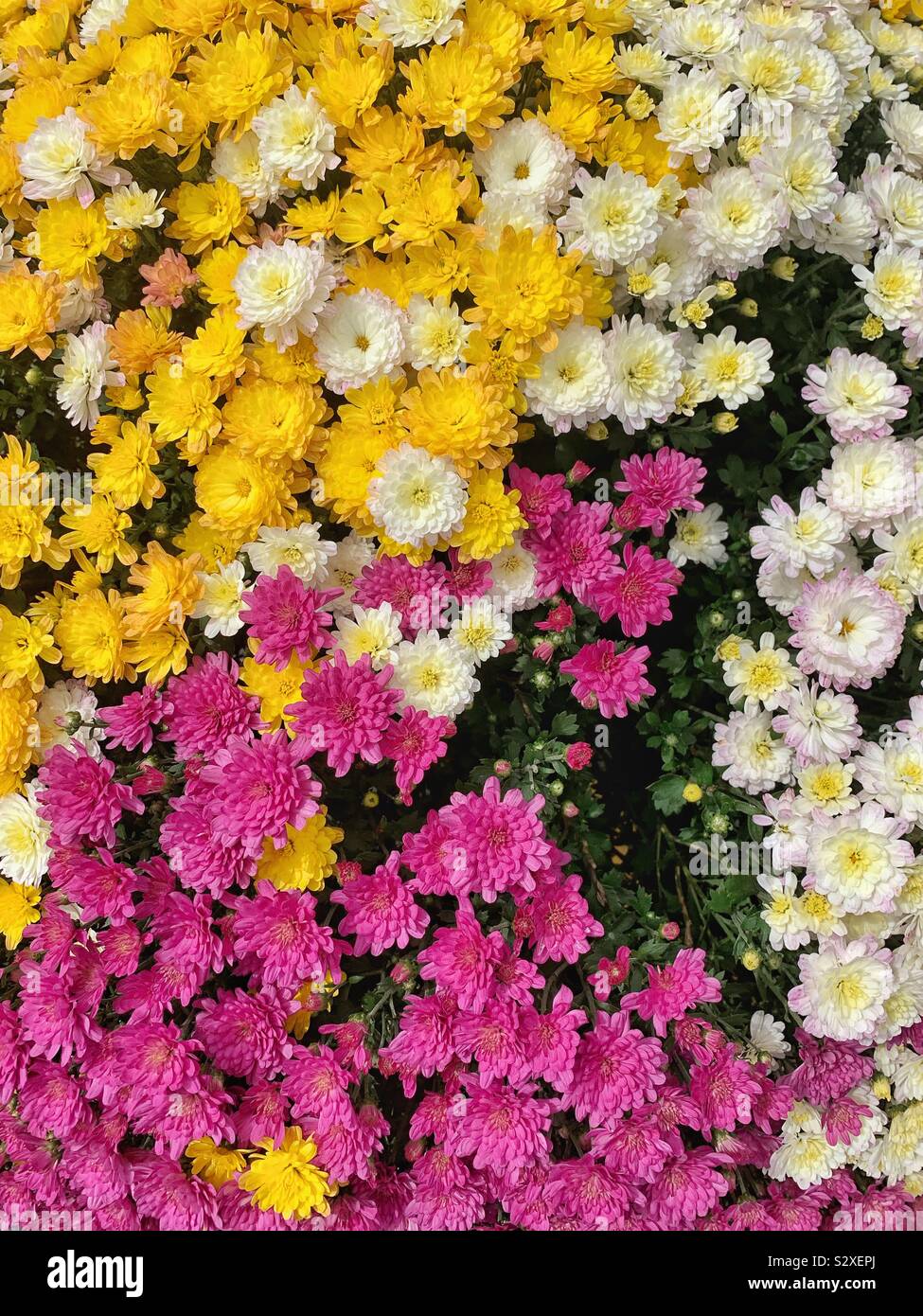 White mums hi-res stock photography and images - Alamy