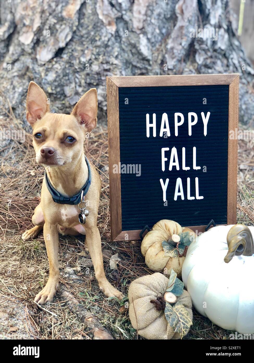 Hello fall hi-res stock photography and images - Alamy