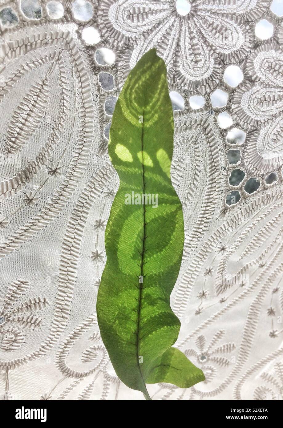 Net curtains hi-res stock photography and images - Alamy