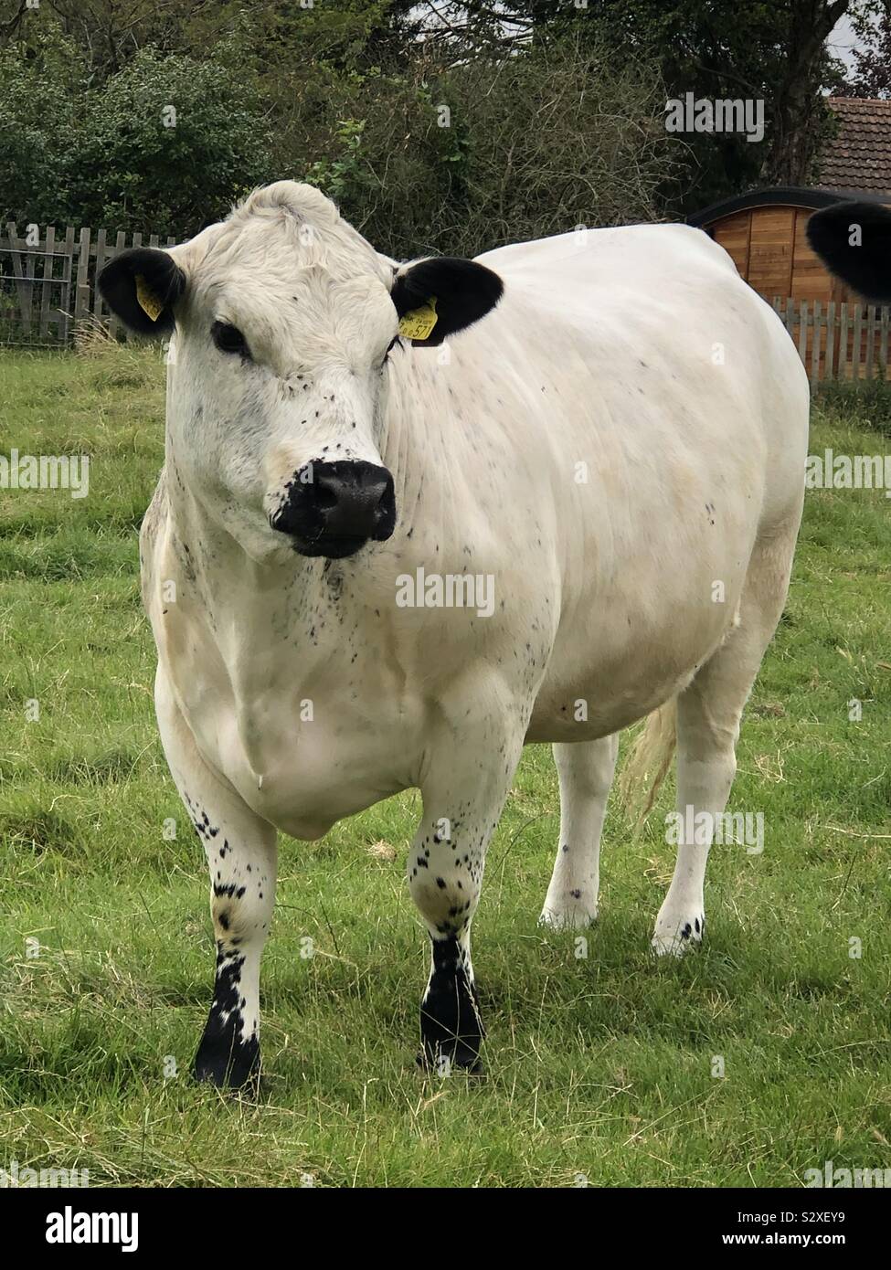 British white cow hi-res stock photography and images - Alamy