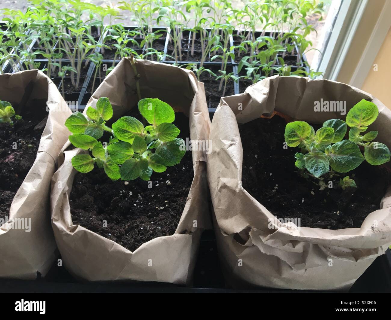 Paper bag garden hi-res stock photography and images - Alamy