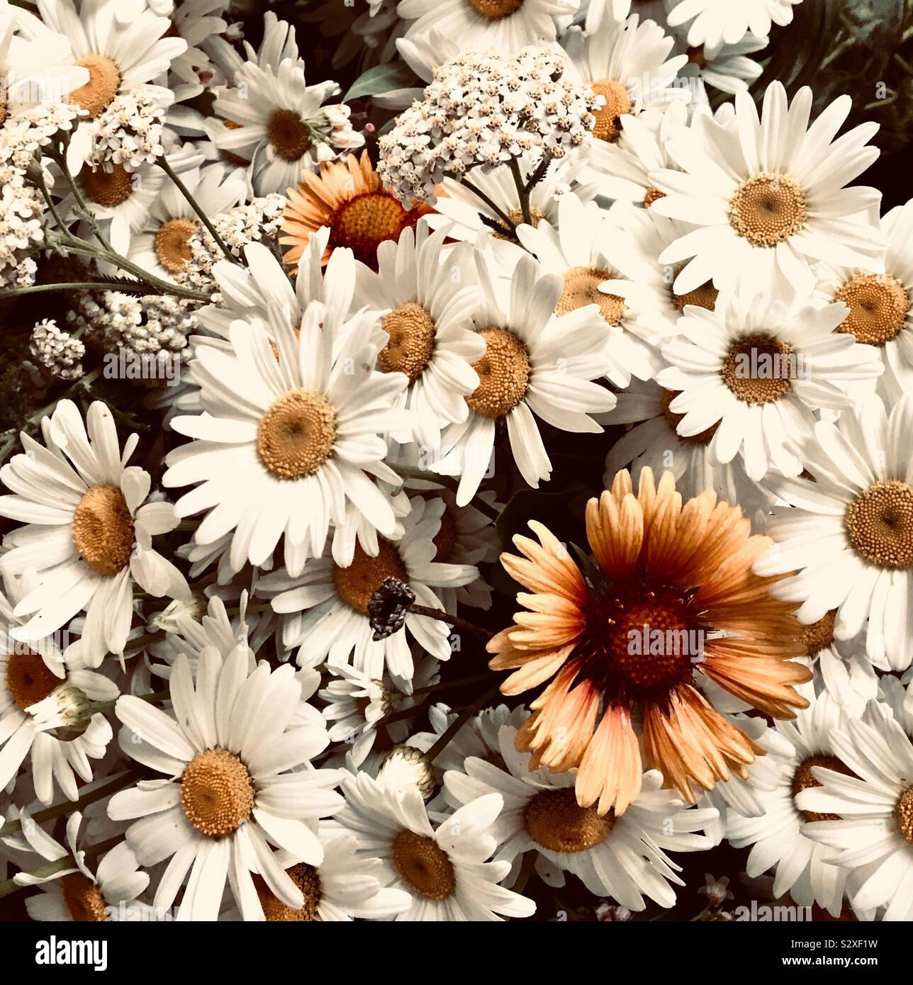 Wildflower bunch hi-res stock photography and images - Alamy