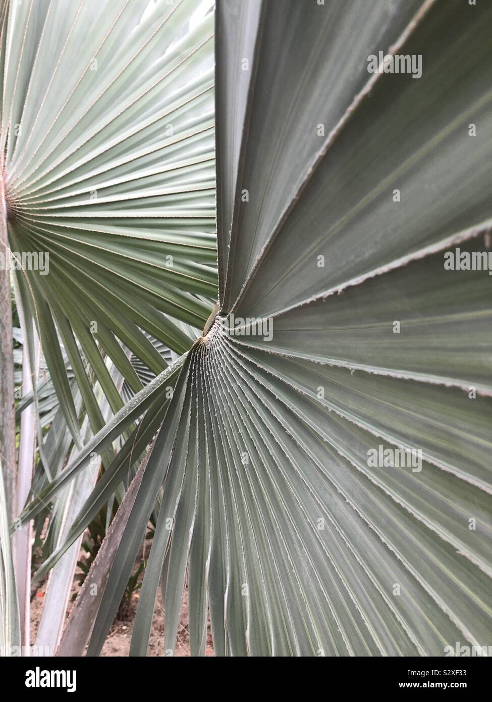Plants texture hi-res stock photography and images - Alamy