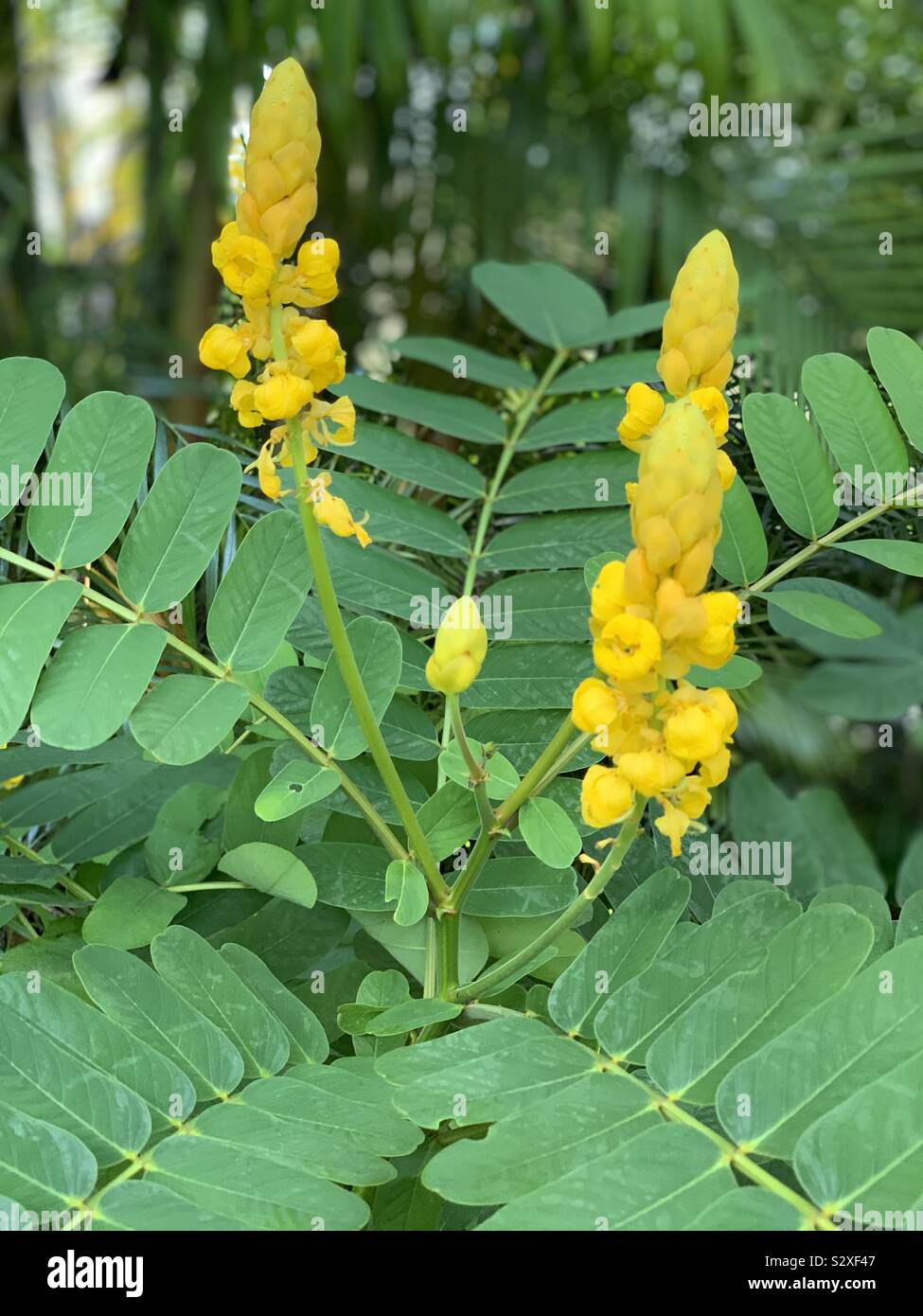 Candlestick Flowers High Resolution Stock Photography and Images - Alamy
