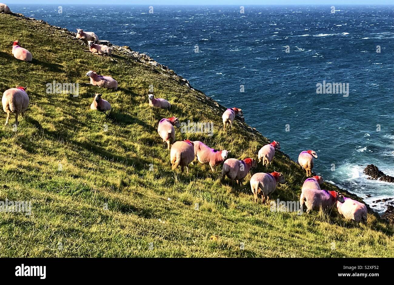 Sheep at rhossili bay. Gower Stock Photo - Alamy