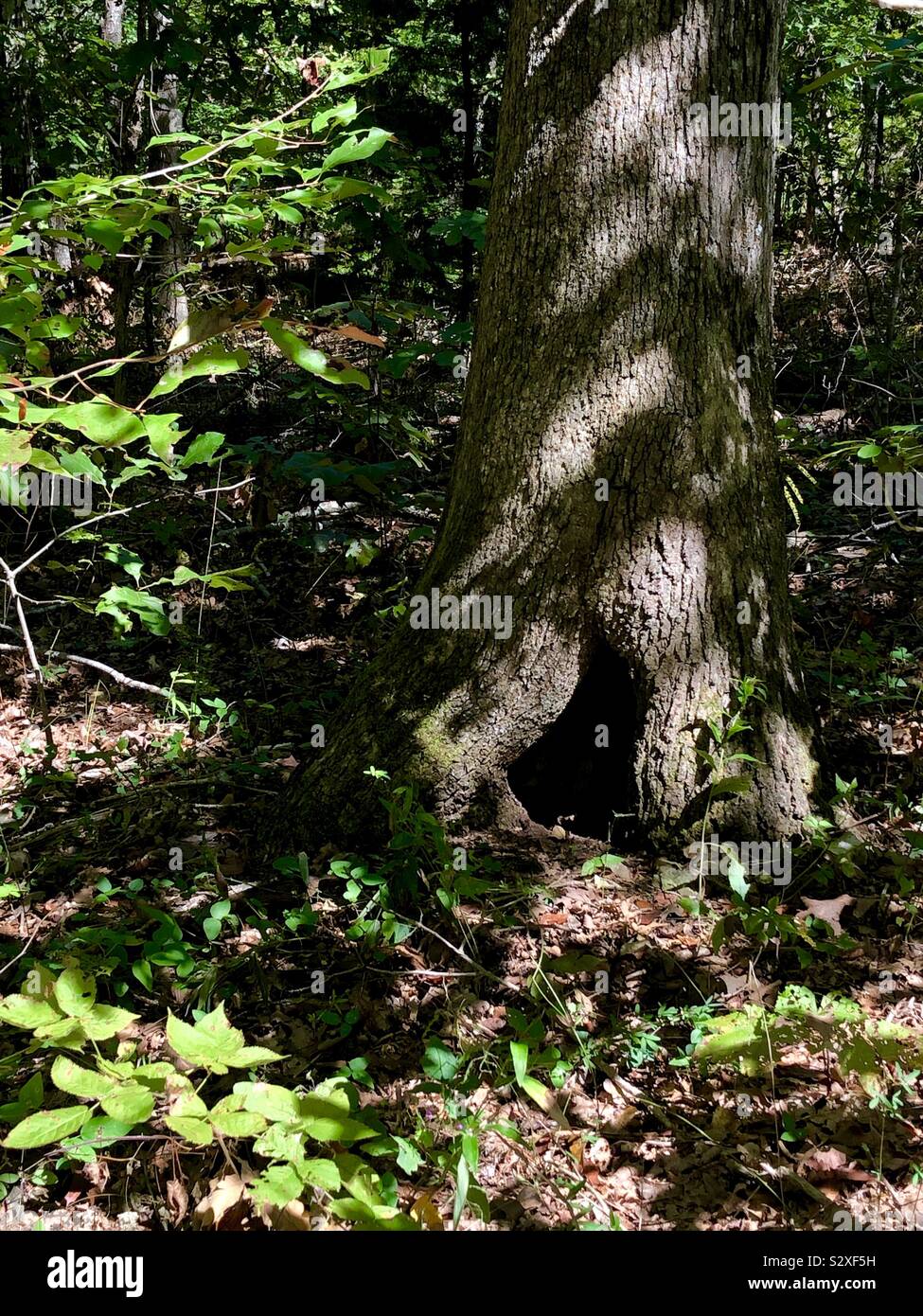 Hobbit tree hi-res stock photography and images - Alamy