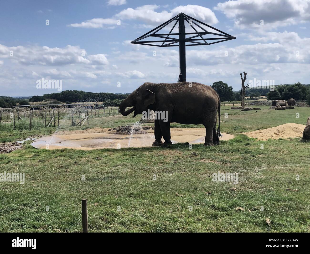 Elephant trunk in mouth. Drinking and cooling down. Elephant cooling ...