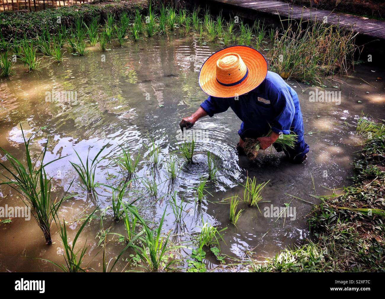 Traditional paddy field rice planting in Thailand Stock Photo - Alamy