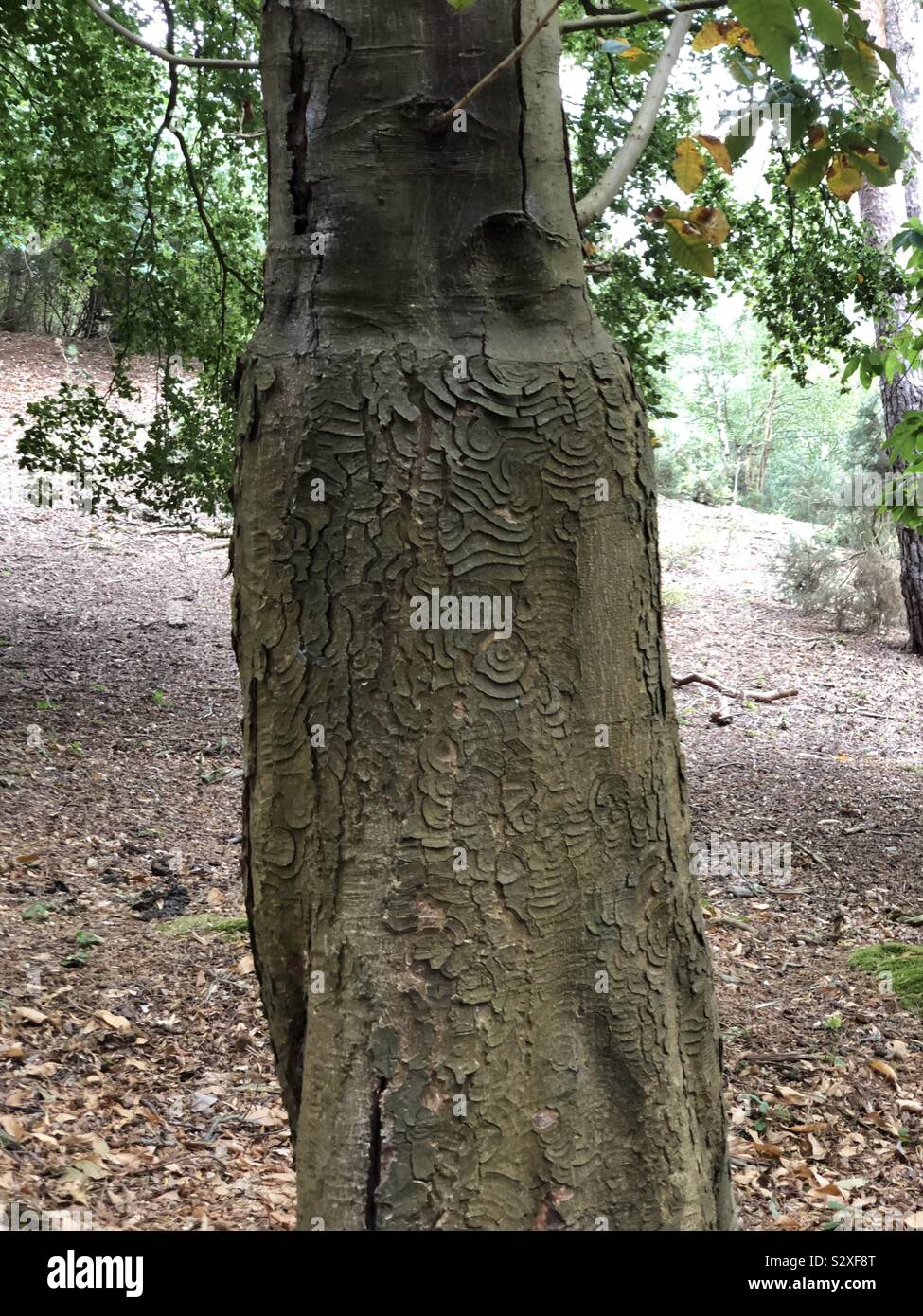 Patterns of bark hi-res stock photography and images - Alamy