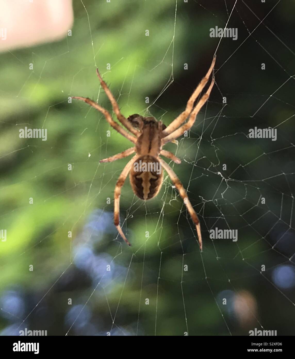 Spider insects hi-res stock photography and images - Alamy