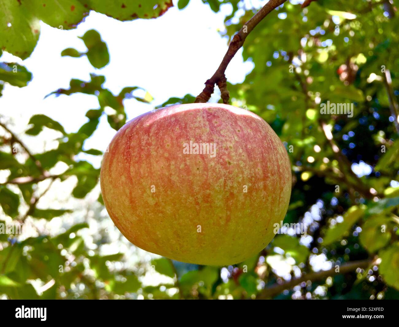 An apple on a tree Stock Photo - Alamy