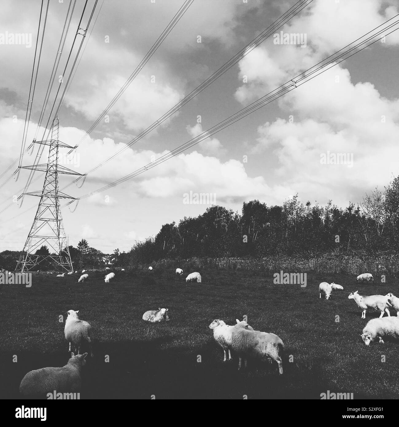 Sheep grazing in Anglesea under electricity power lines transmission ...