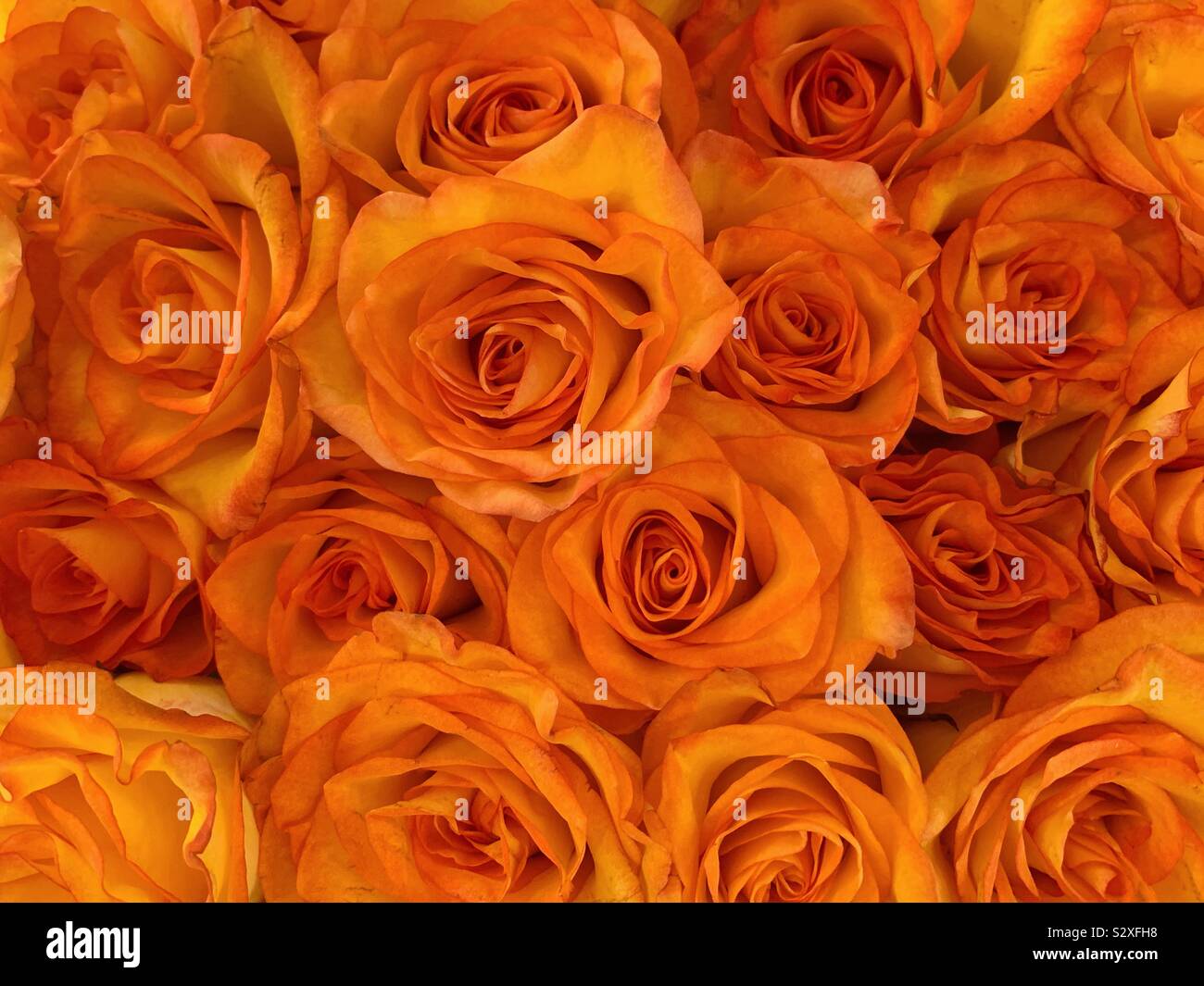 Beautiful roses bouquet hi-res stock photography and images - Alamy